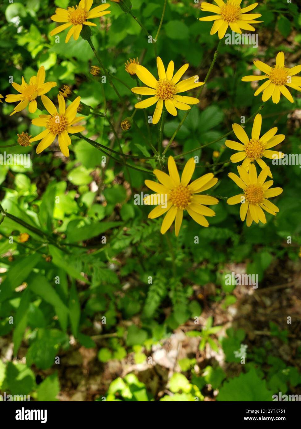 golden ragwort (Packera aurea Stock Photo - Alamy