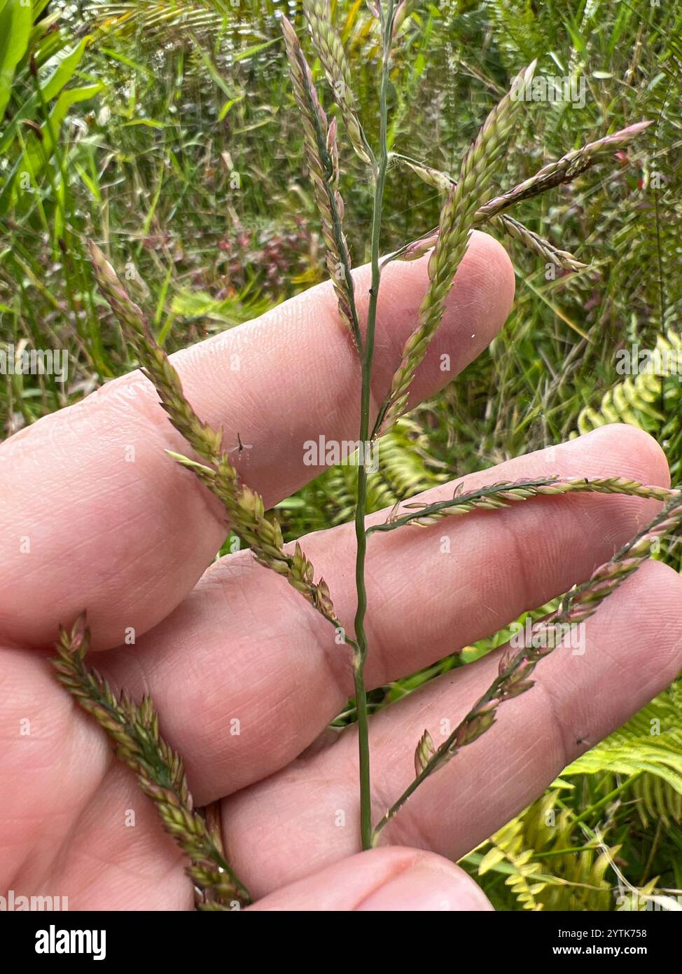 bristlegrasses, rosette grasses, barnyard grasses, and allies (Paniceae ...
