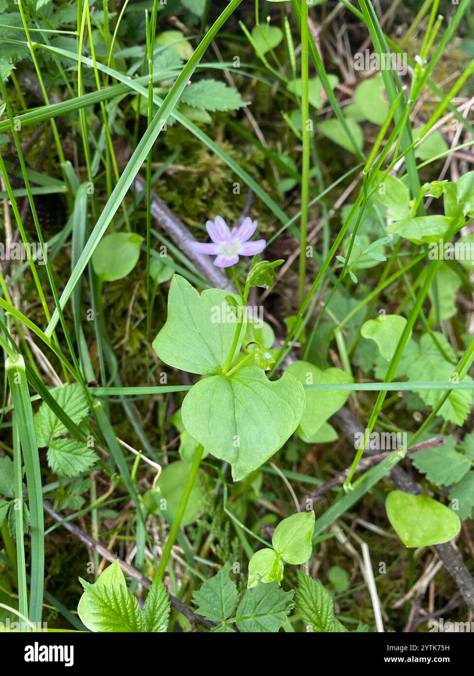 Candy Flower (Claytonia sibirica Stock Photo - Alamy