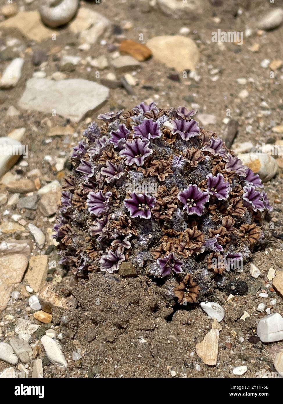 desert Christmas tree (Pholisma arenarium Stock Photo - Alamy