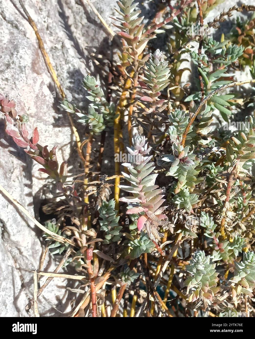 Beach Soutbos (Chenolea diffusa Stock Photo - Alamy