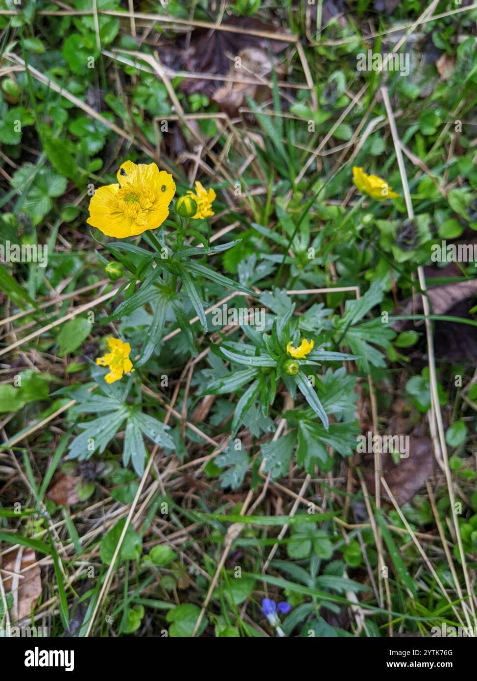 Goldilocks Buttercup (Ranunculus auricomus Stock Photo - Alamy