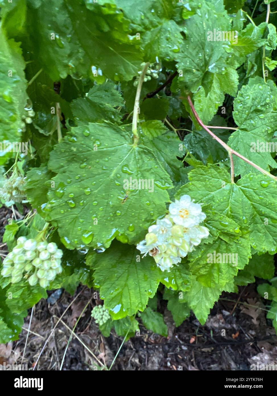 Pacific ninebark (Physocarpus capitatus Stock Photo - Alamy