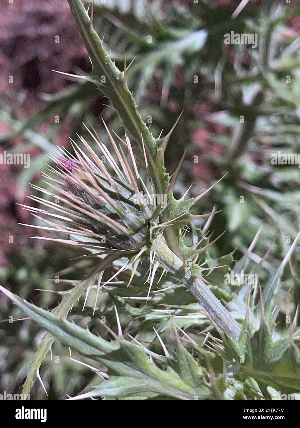 Arizona thistle (Cirsium arizonicum Stock Photo - Alamy