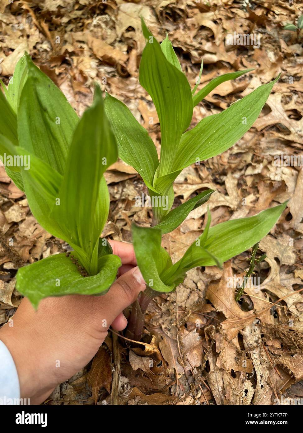Broad-leaved helleborine (Epipactis helleborine Stock Photo - Alamy