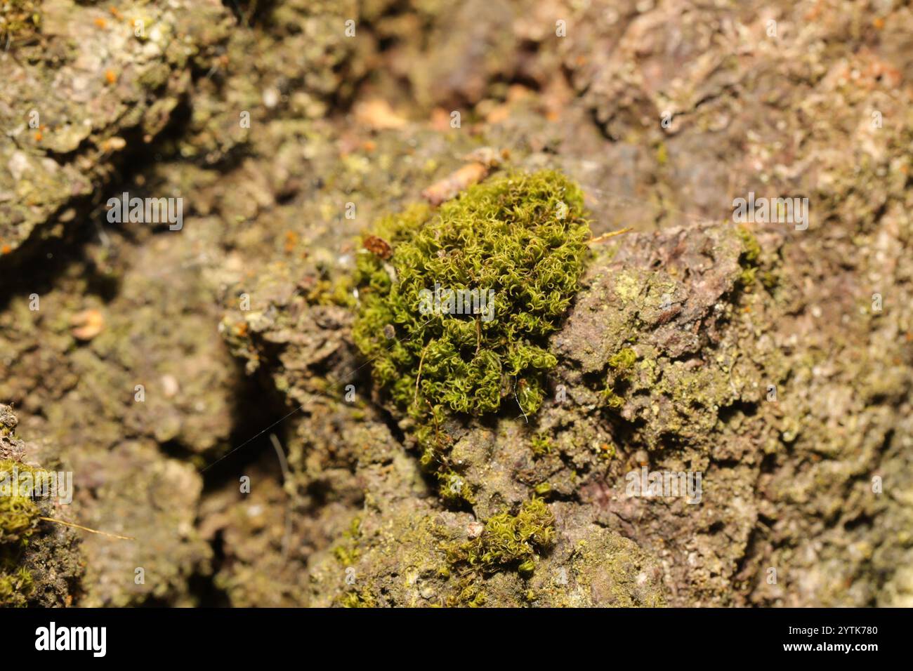 Bird's-Claw Beard-Moss (Barbula unguiculata Stock Photo - Alamy