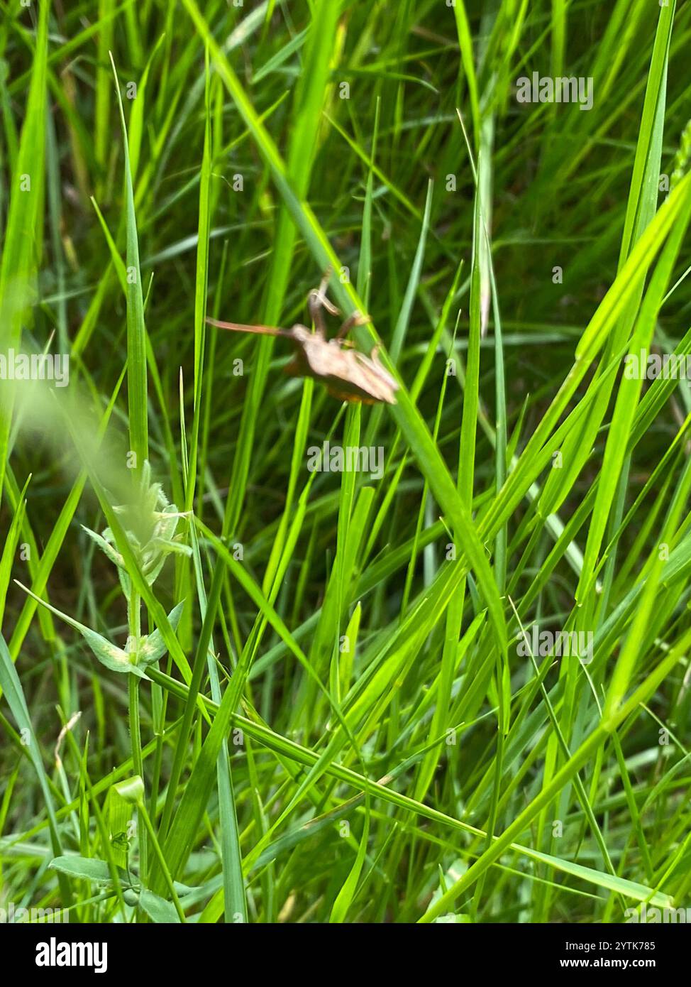 Dock Bug (Coreus marginatus Stock Photo - Alamy