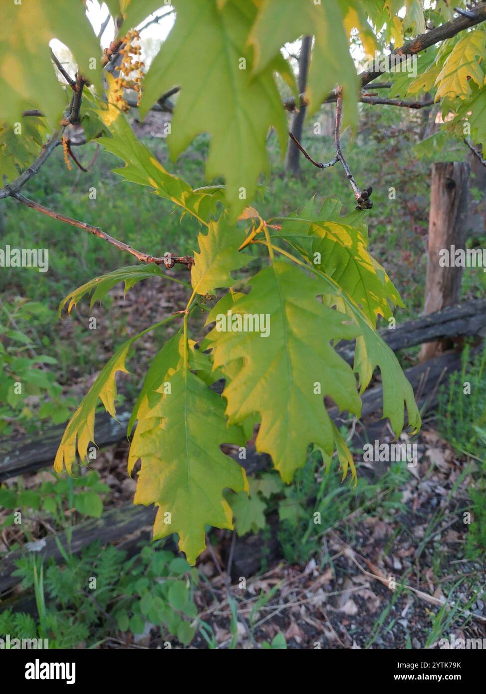 northern red oak (Quercus rubra Stock Photo - Alamy