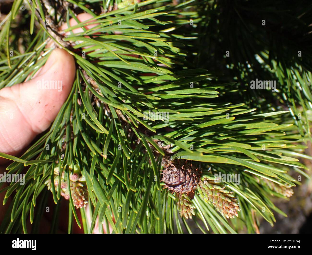 Shore Pine (Pinus contorta contorta Stock Photo - Alamy