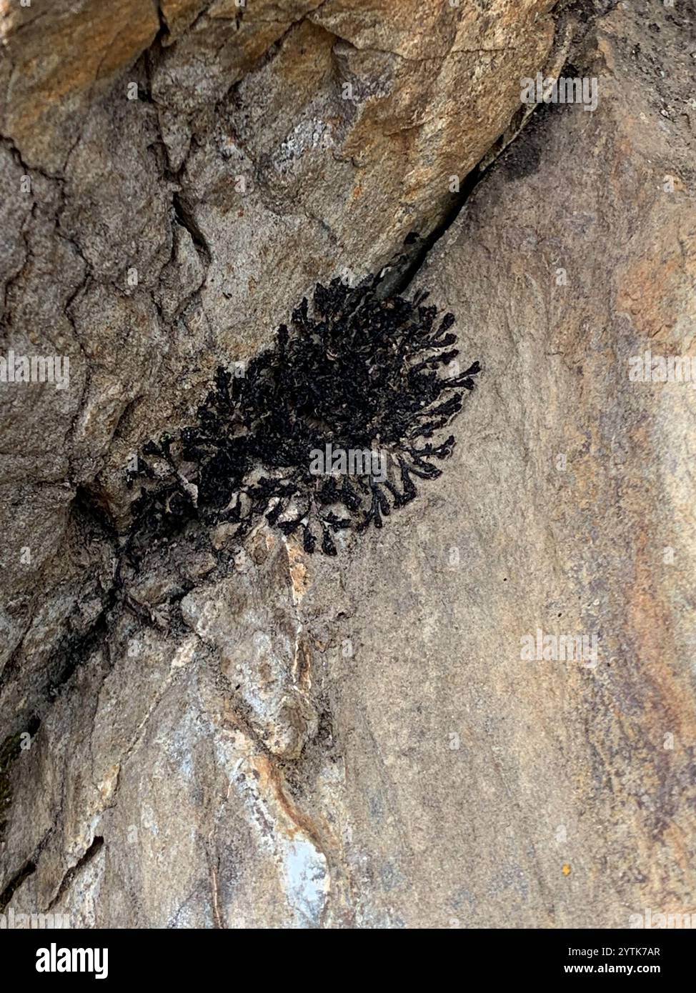 Asterella hi-res stock photography and images - Alamy