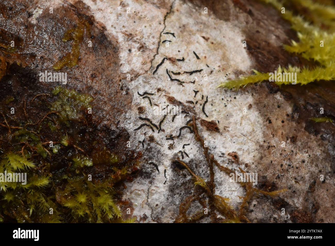 Common Script Lichen (Graphis scripta Stock Photo - Alamy