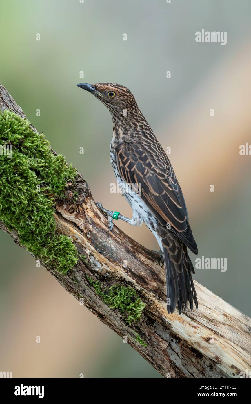 Violet backed starling hi-res stock photography and images - Alamy
