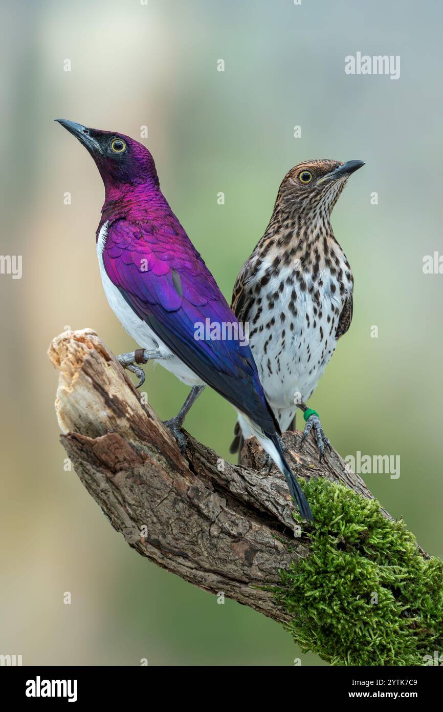 Violet-backed Starling Cinnyricinclus leucogaster Stock Photo - Alamy