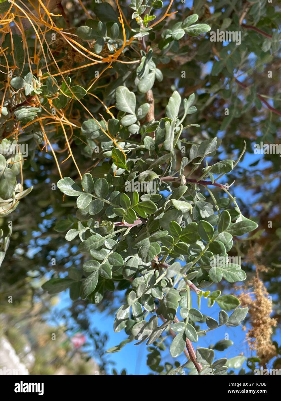 Baja Elephant Tree (Pachycormus discolor Stock Photo - Alamy