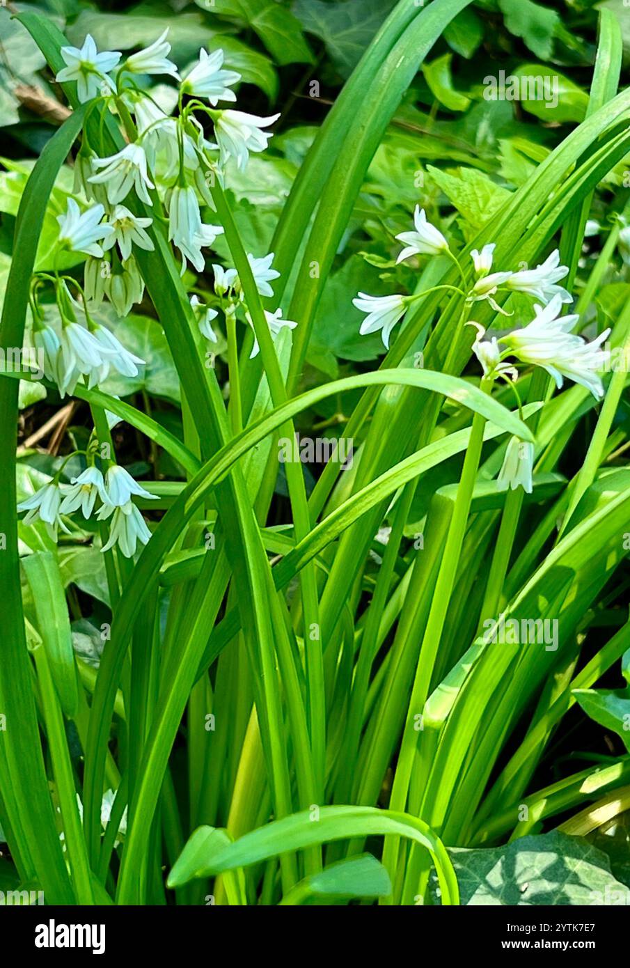 Three-cornered garlic (Allium triquetrum Stock Photo - Alamy