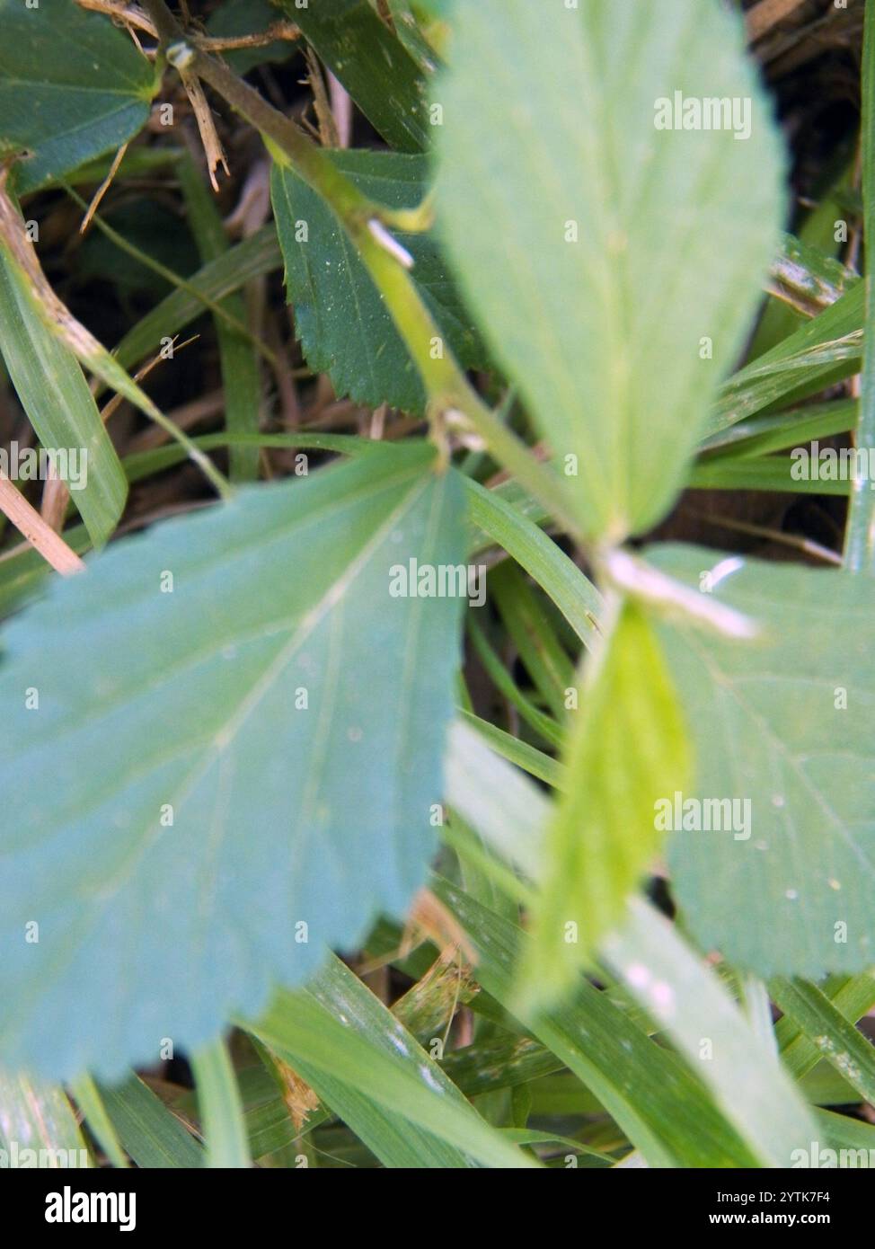 Cuban jute (Sida rhombifolia Stock Photo - Alamy