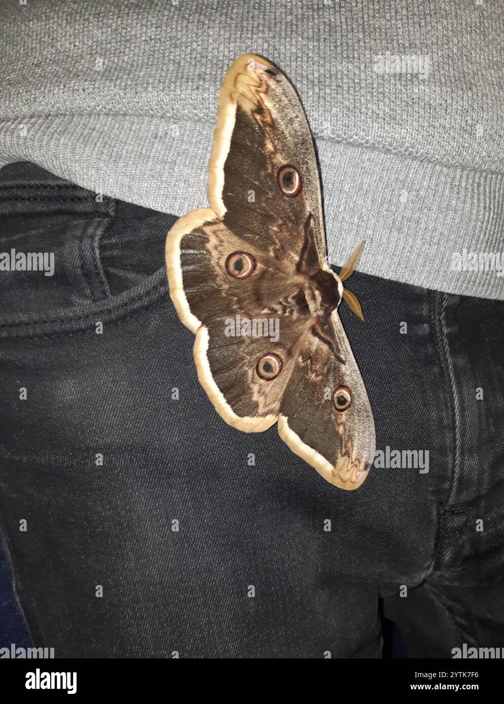 Giant Peacock Moth (Saturnia pyri Stock Photo - Alamy