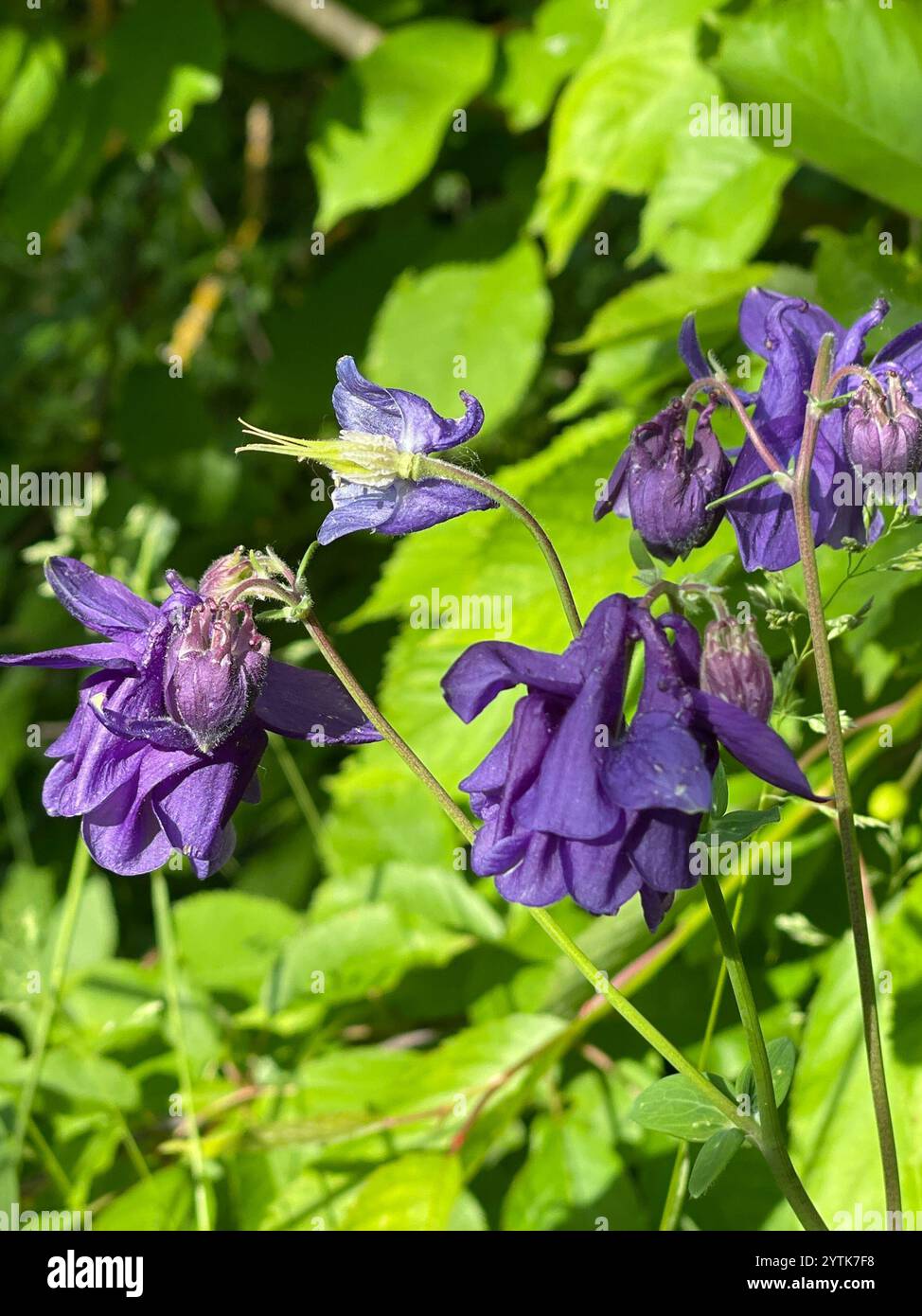 common columbine (Aquilegia vulgaris Stock Photo - Alamy