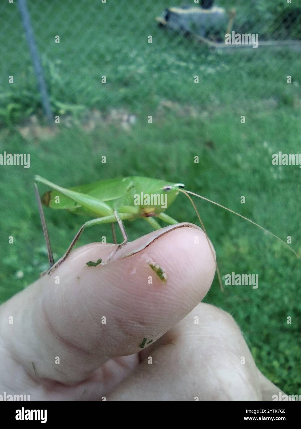 Broad-tipped Conehead (Neoconocephalus triops Stock Photo - Alamy