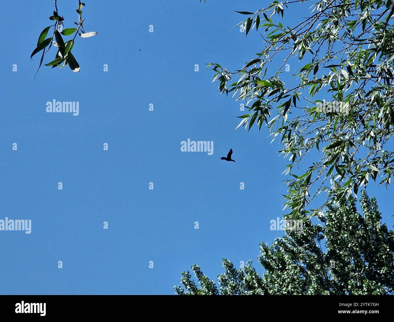 Pygmy Cormorant (Microcarbo pygmaeus Stock Photo - Alamy