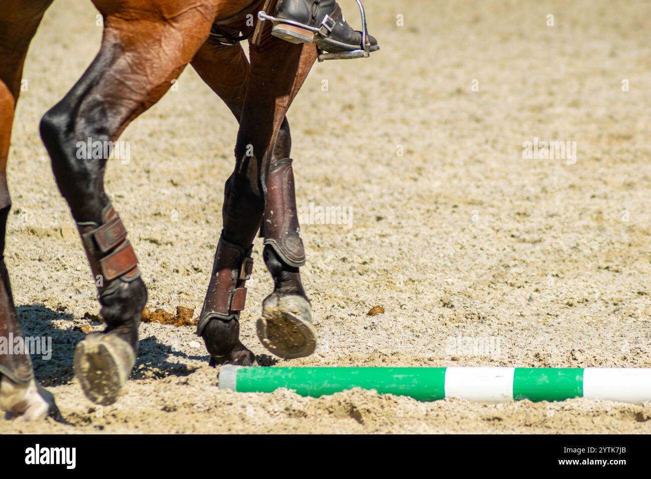 legs of a brown lusitano thoroughbred horse in a dressage competition ...