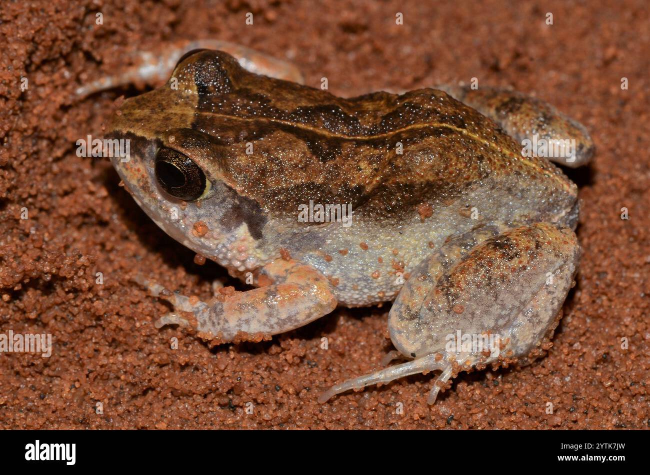 Common Squeaker (Arthroleptis stenodactylus Stock Photo - Alamy