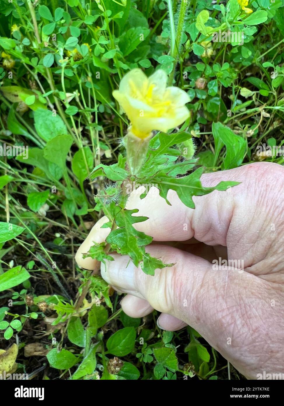 cutleaf evening primrose (Oenothera laciniata Stock Photo - Alamy