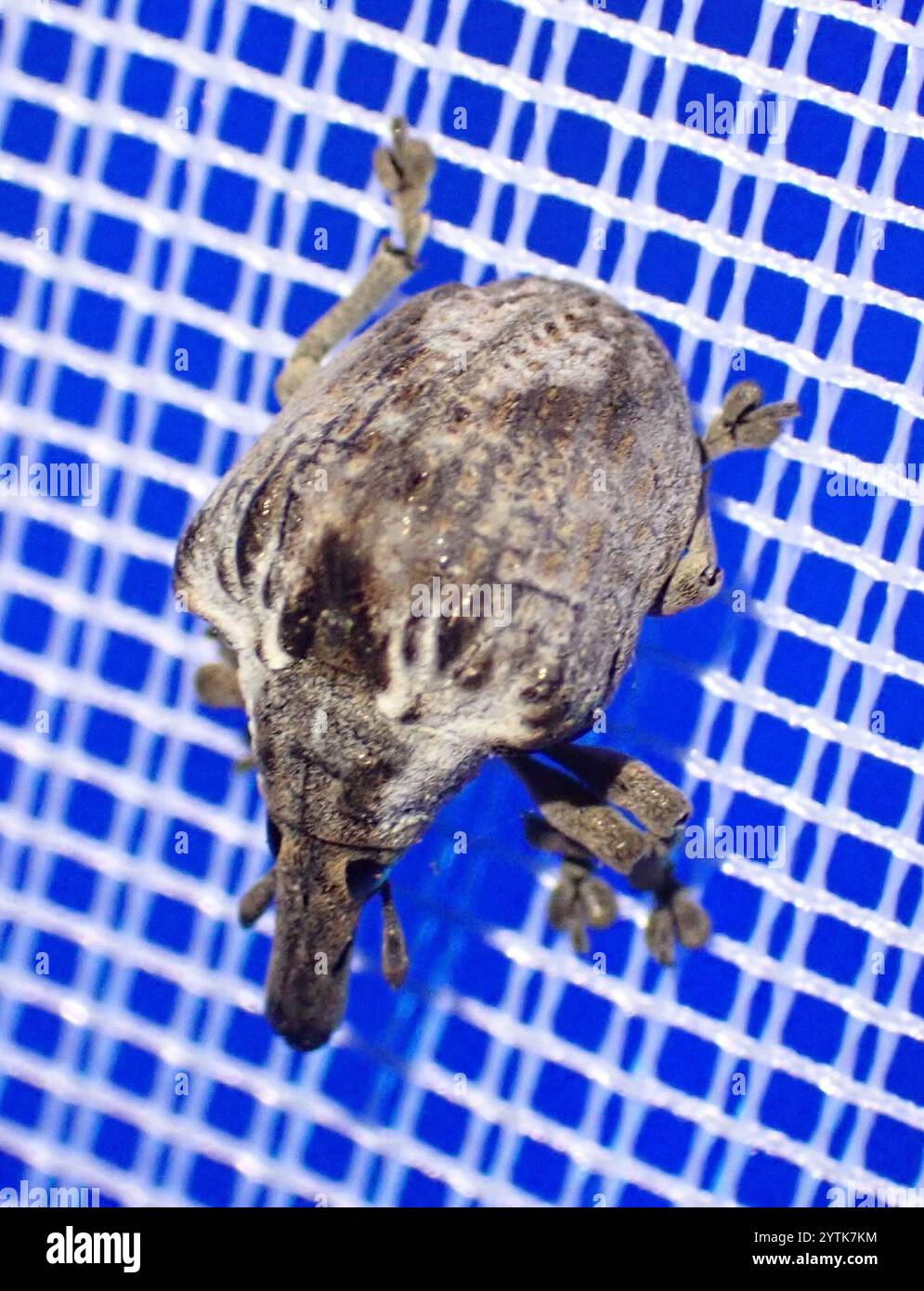 Common African Fig Weevil (Omophorus stomachosus Stock Photo - Alamy