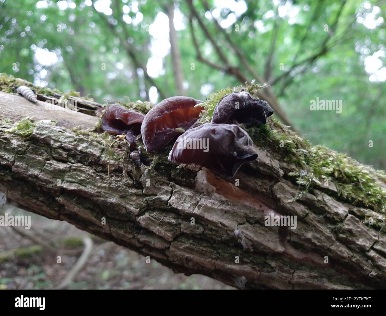 Jelly Ear (Auricularia auricula-judae Stock Photo - Alamy