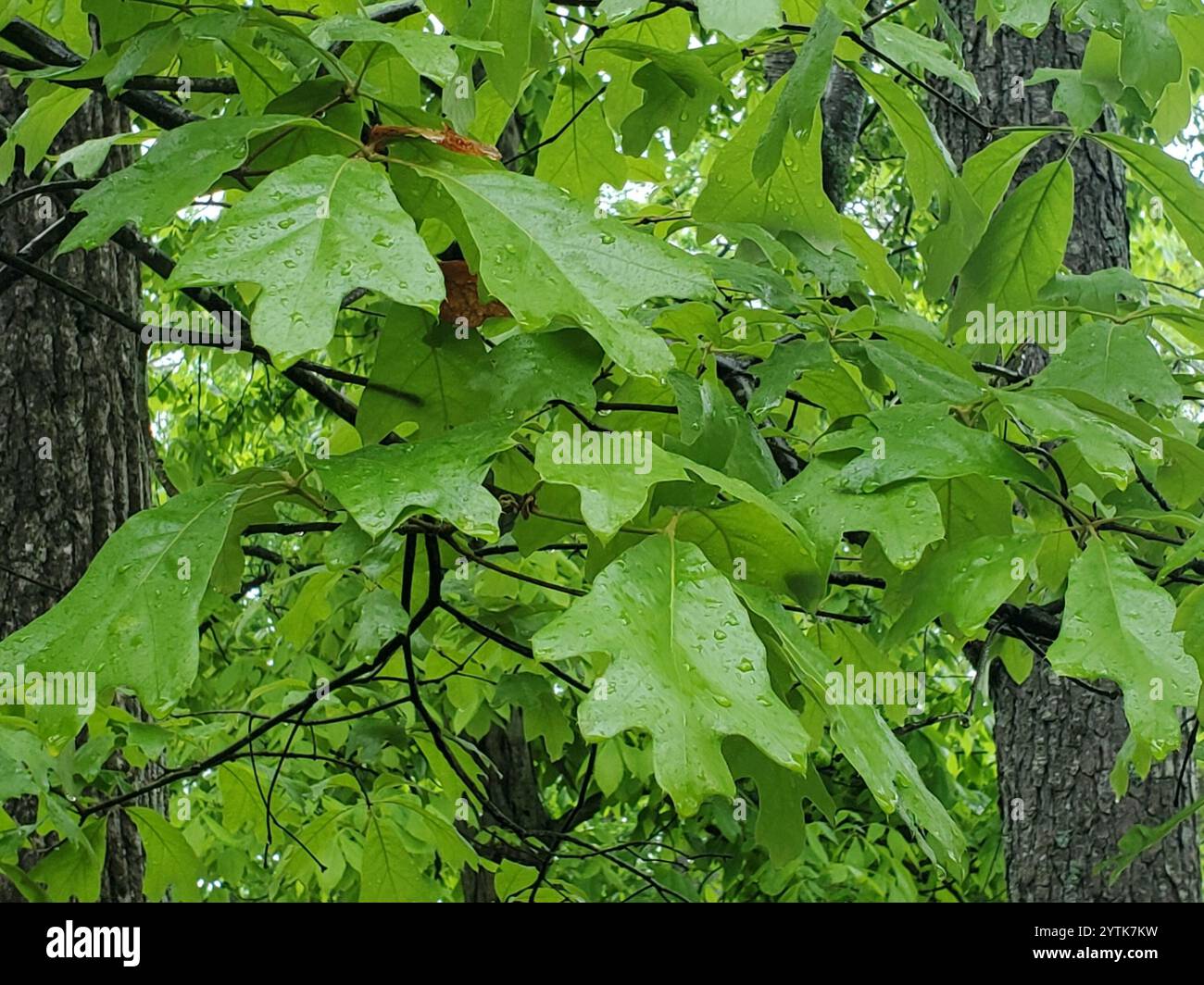 southern red oak (Quercus falcata Stock Photo - Alamy