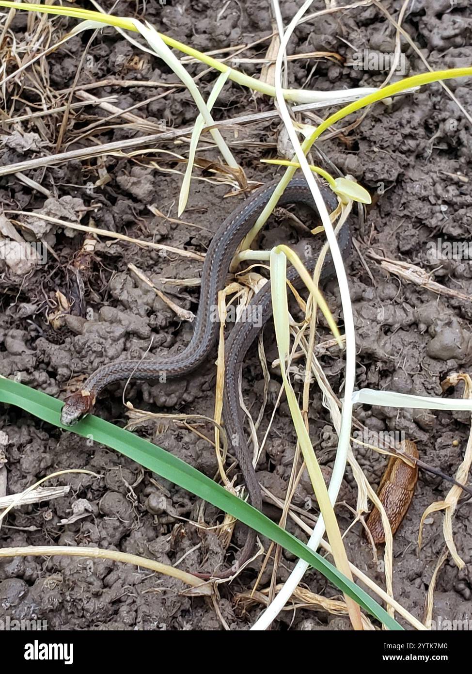 Red-bellied Snake (Storeria occipitomaculata Stock Photo - Alamy