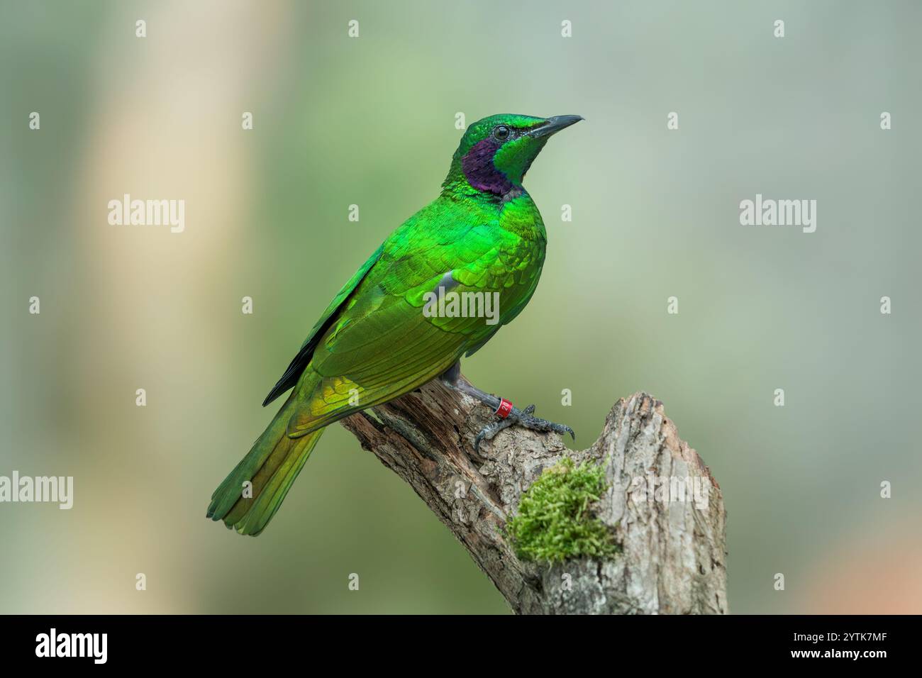 Emerald starling bird hi-res stock photography and images - Alamy