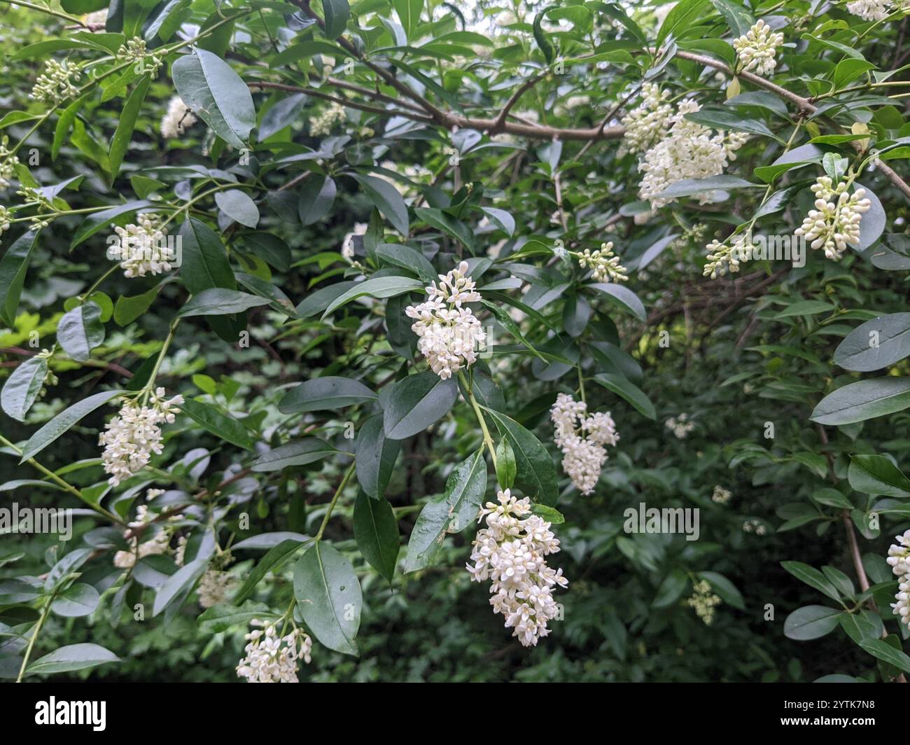 Common Privet (Ligustrum vulgare Stock Photo - Alamy