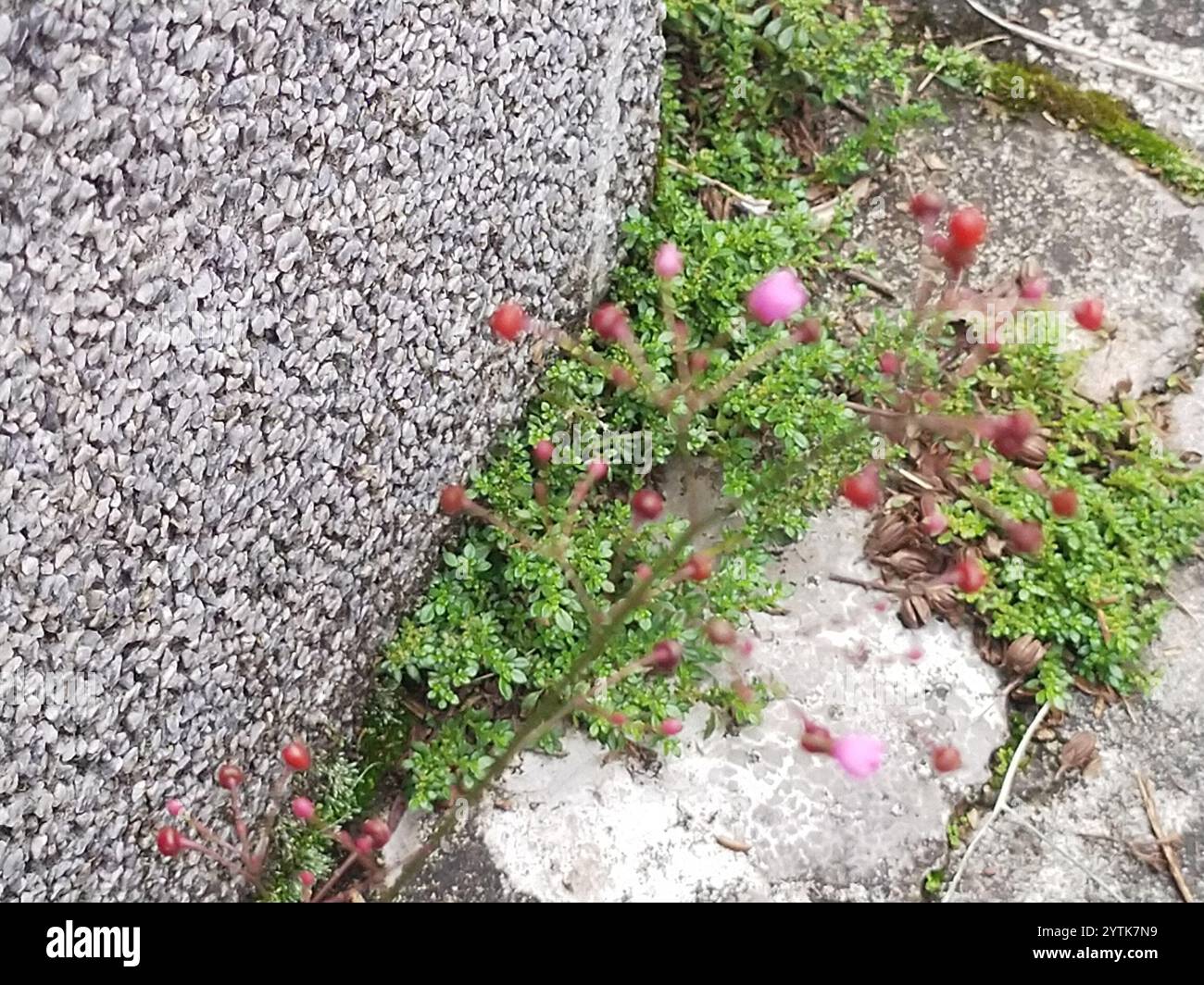 Jewels of Opar (Talinum paniculatum Stock Photo - Alamy