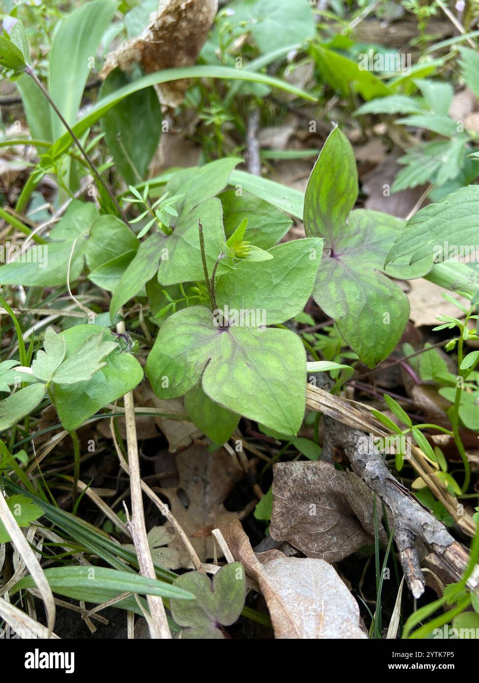 sharp-lobed hepatica (Hepatica acutiloba Stock Photo - Alamy