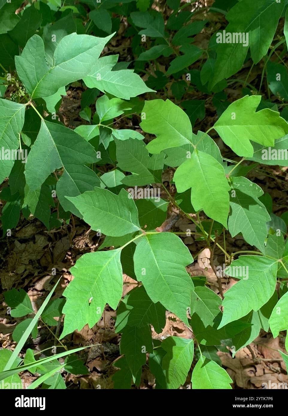 eastern poison ivy (Toxicodendron radicans Stock Photo - Alamy