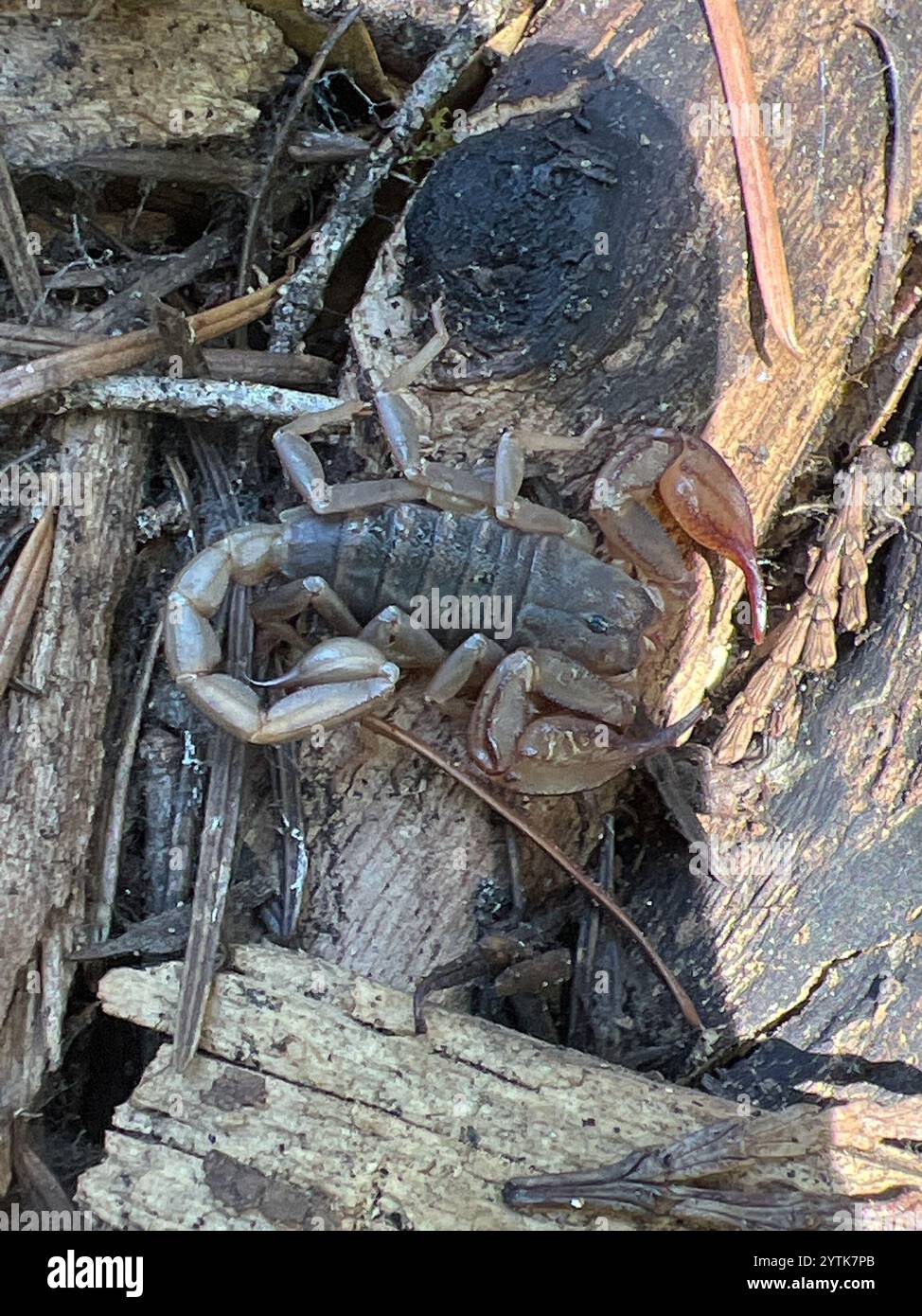 Western Forest Scorpion (Uroctonus mordax Stock Photo - Alamy