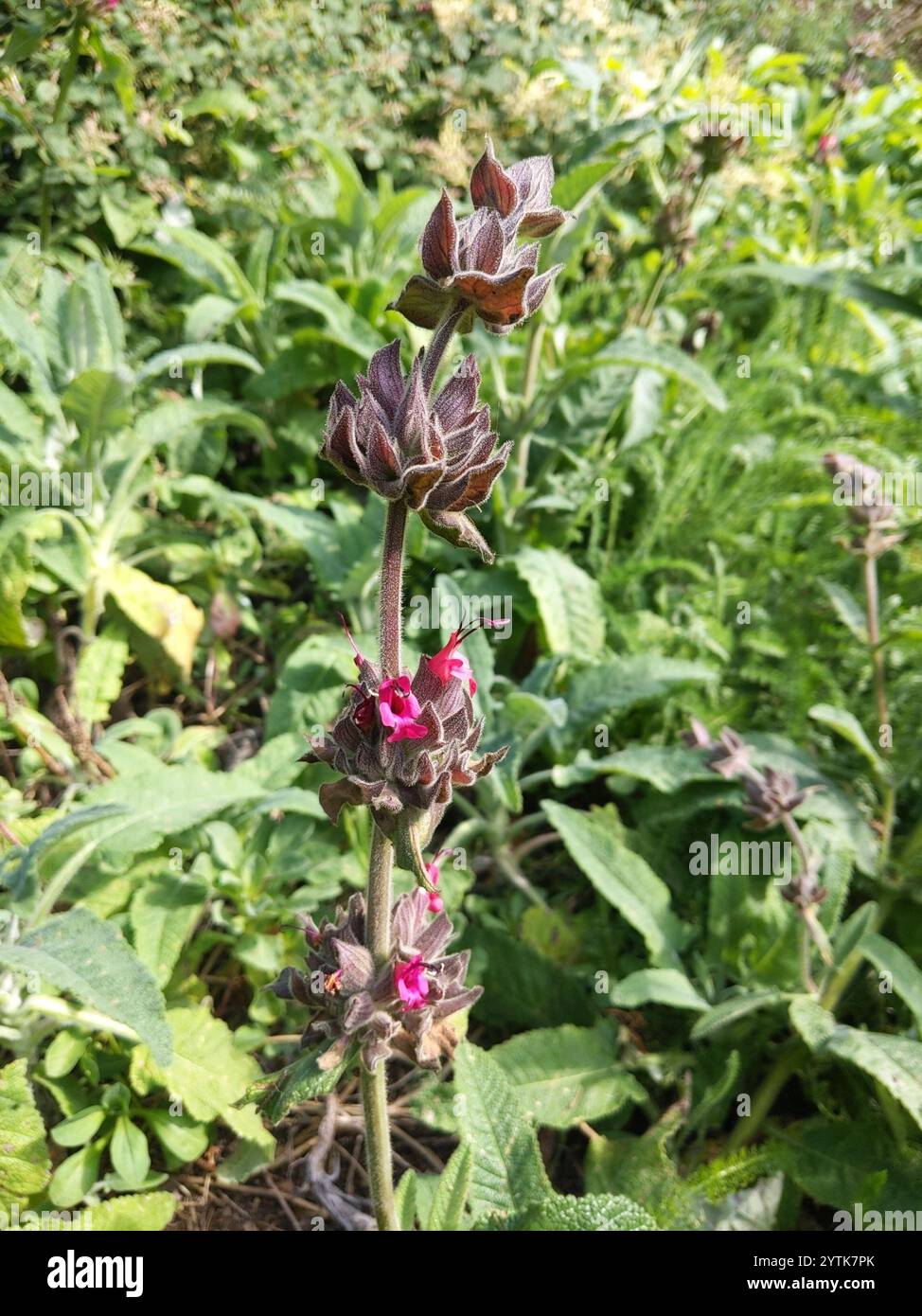 Hummingbird Sage (Salvia spathacea Stock Photo - Alamy