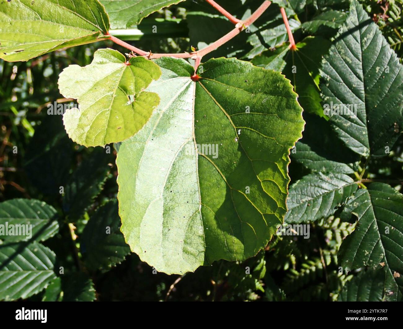 Roundleaf Wild-Mulberry (Trimeria grandifolia Stock Photo - Alamy