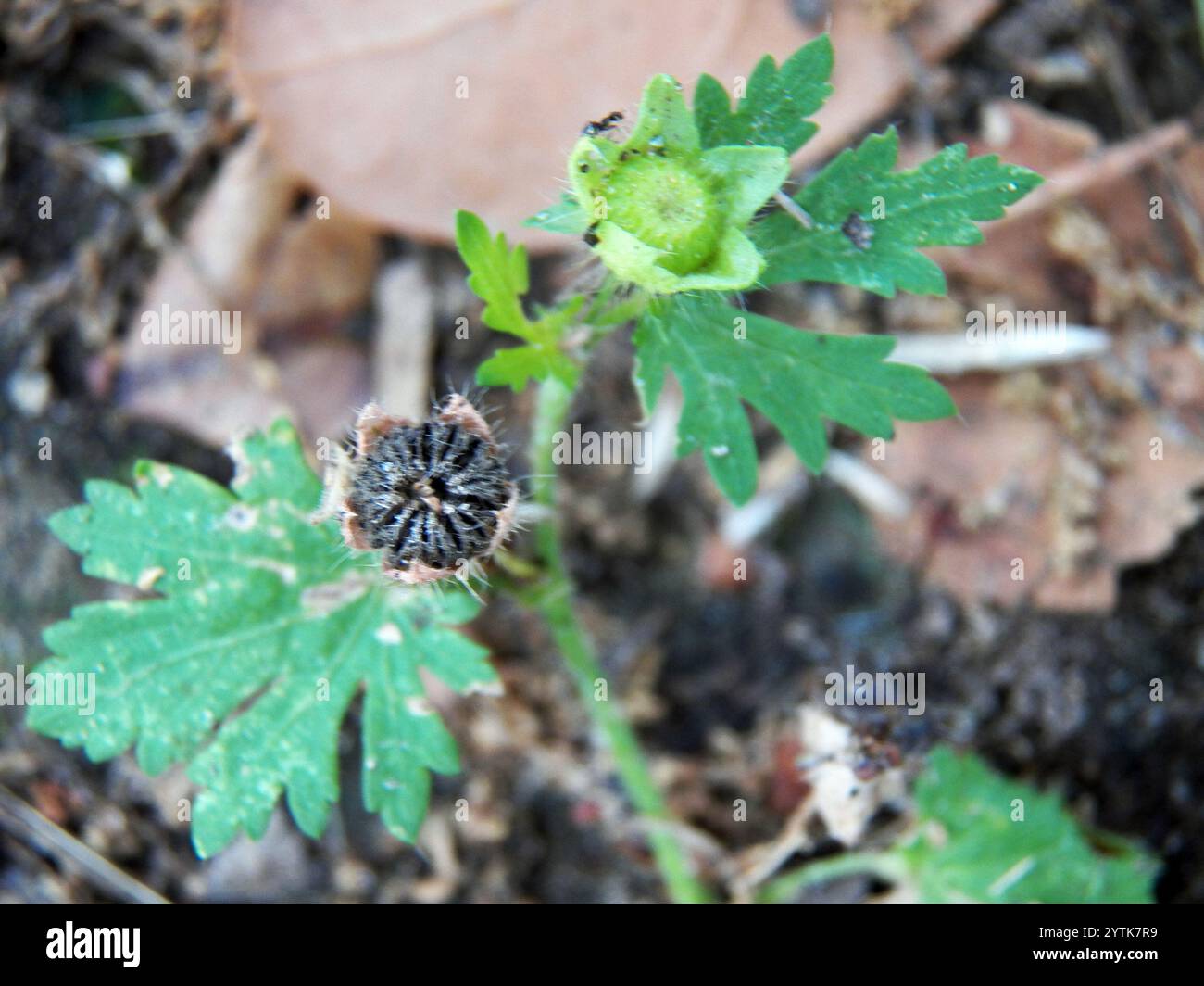 Carolina Bristlemallow (Modiola caroliniana Stock Photo - Alamy