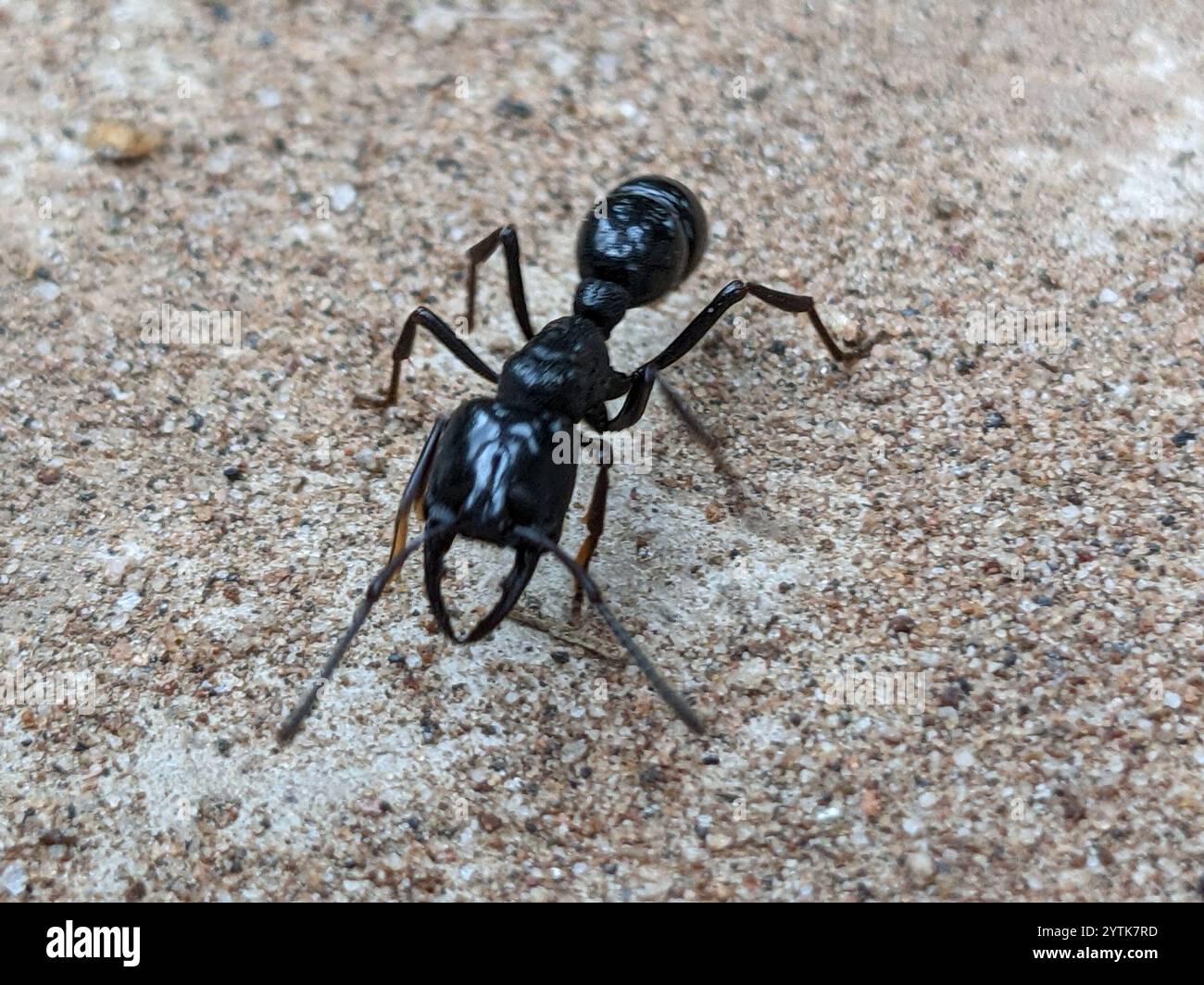 Ringbum Millipede Muncher Ant (Plectroctena mandibularis Stock Photo ...