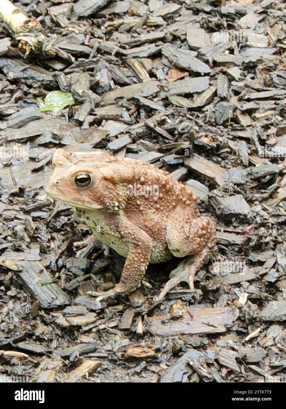 American Toad (Anaxyrus americanus Stock Photo - Alamy