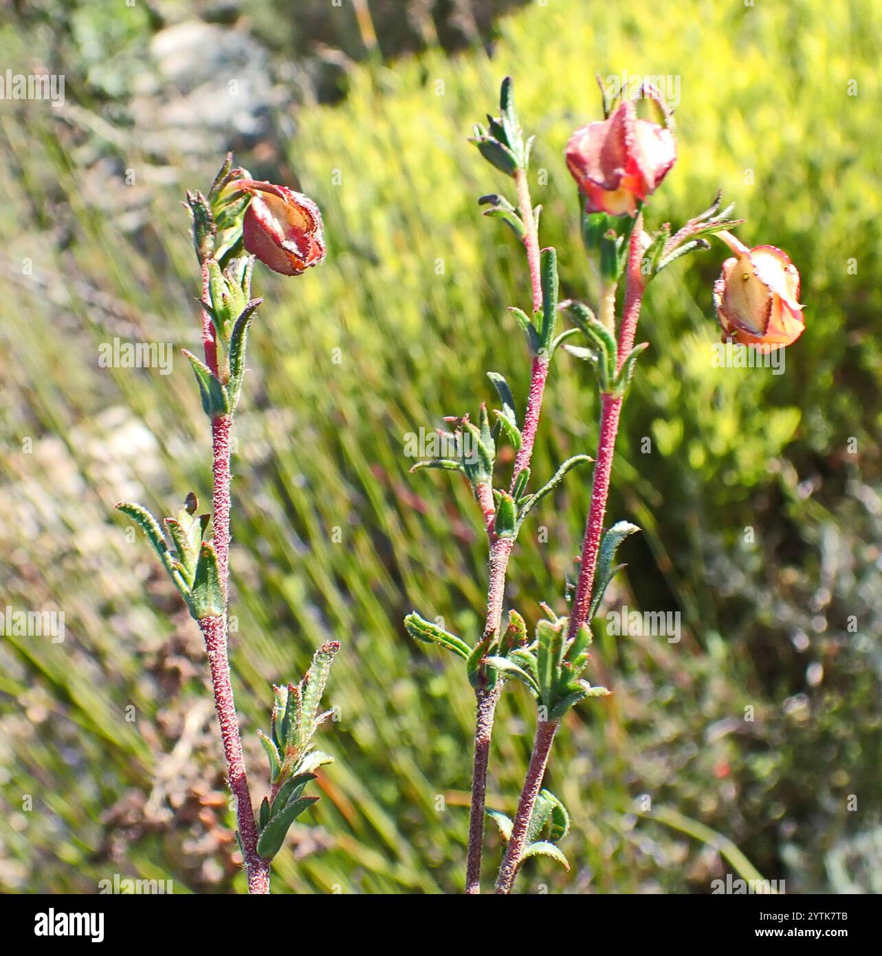 Angular Dollsrose (Hermannia angularis Stock Photo - Alamy
