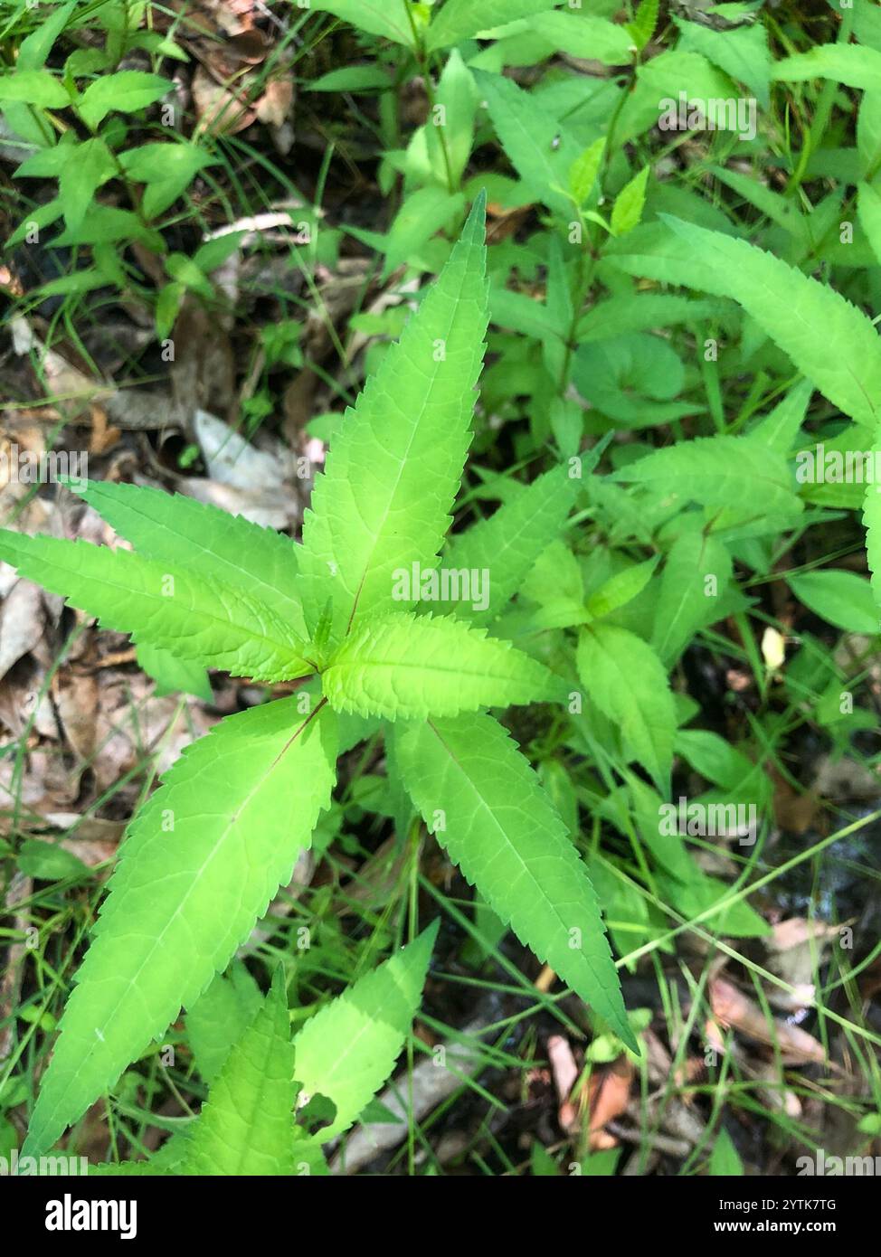 white turtlehead (Chelone glabra Stock Photo - Alamy