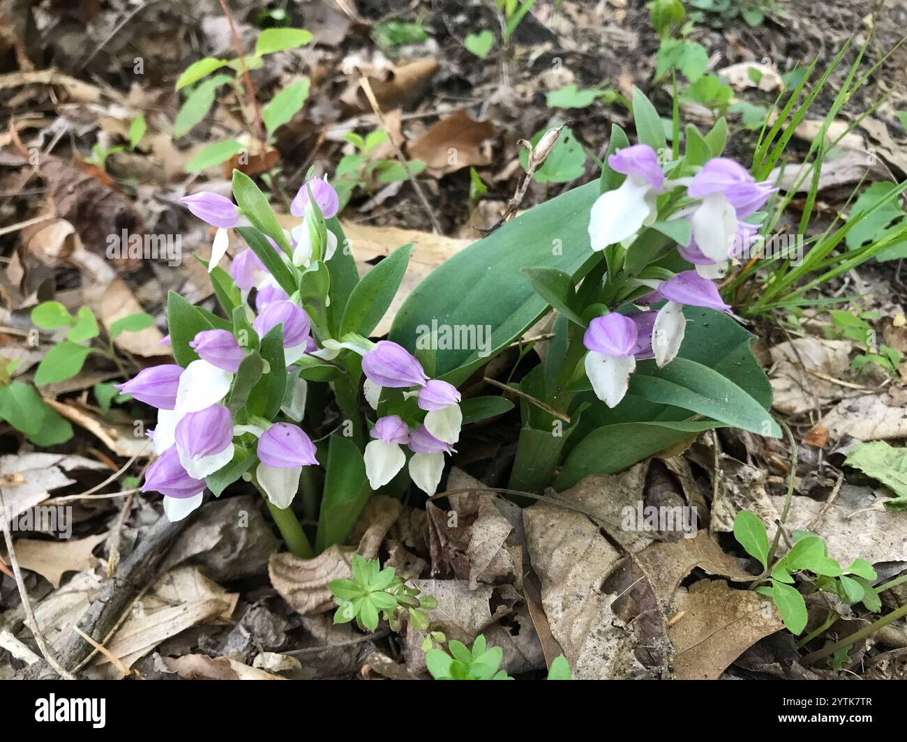 showy orchis (Galearis spectabilis Stock Photo - Alamy