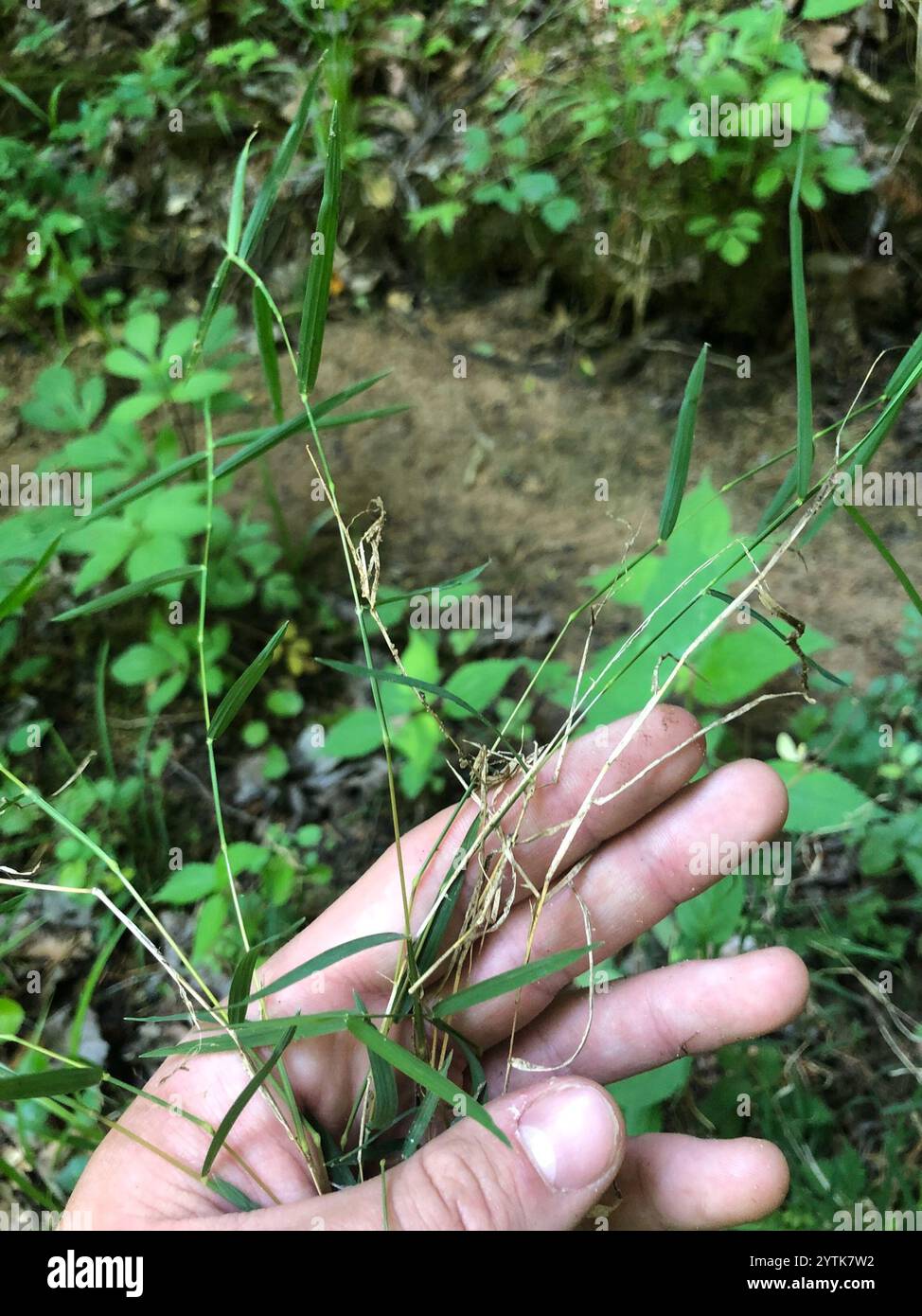 nimblewill (Muhlenbergia schreberi Stock Photo - Alamy