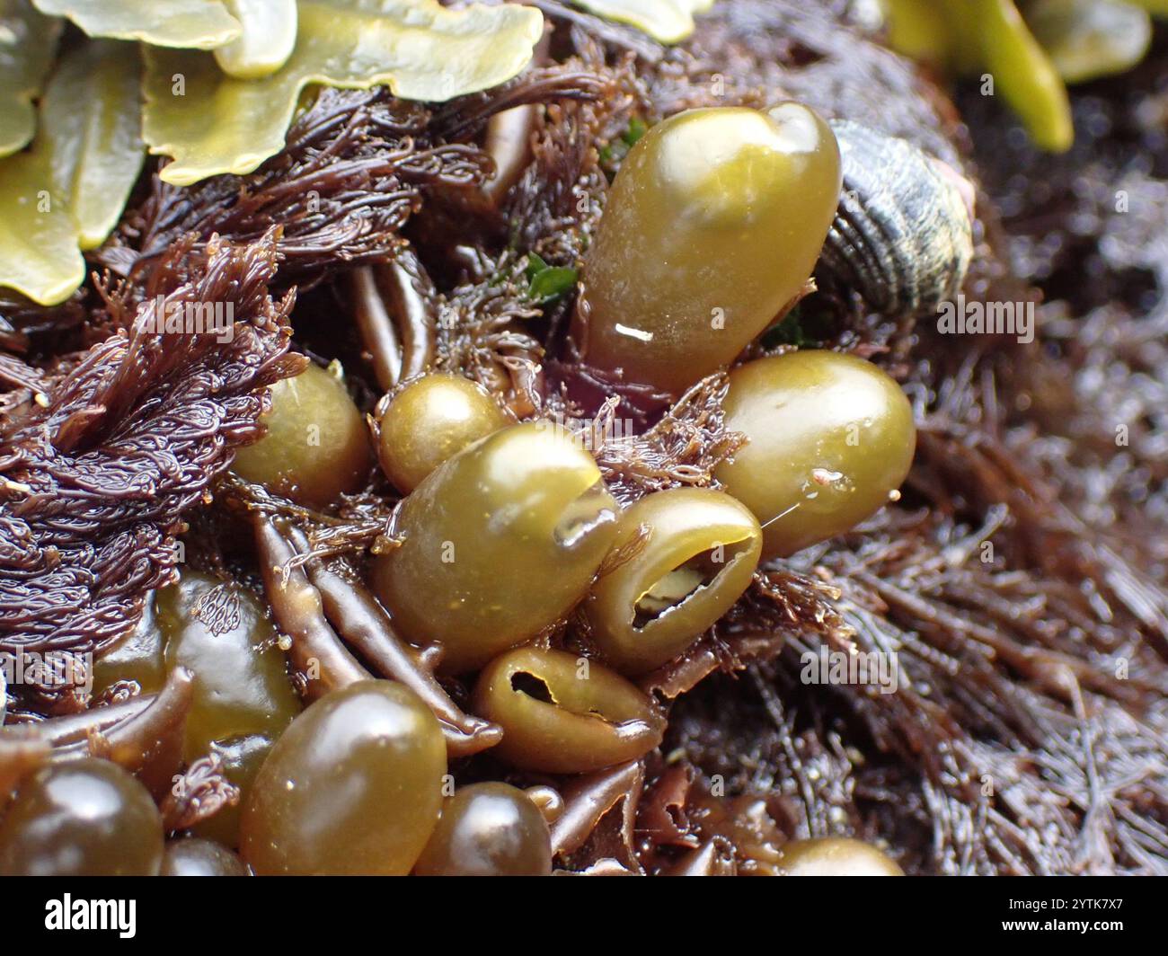 Sea Sacks (Halosaccion glandiforme Stock Photo - Alamy