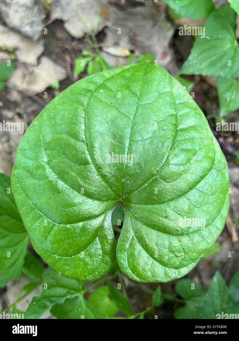 Chinese yam (Dioscorea polystachya Stock Photo - Alamy