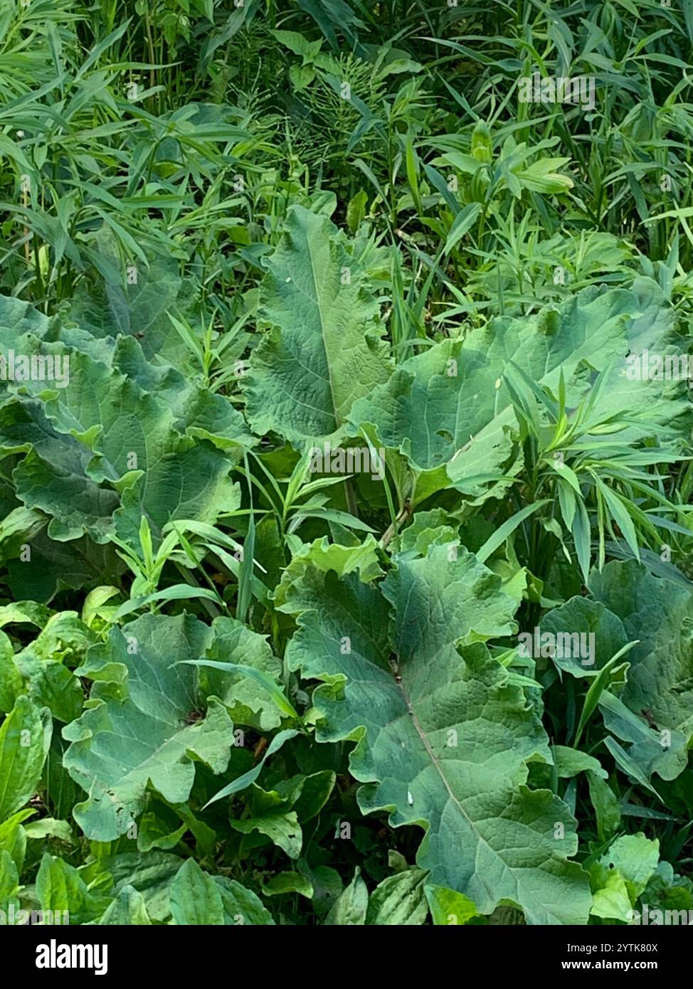 greater burdock (Arctium lappa Stock Photo - Alamy