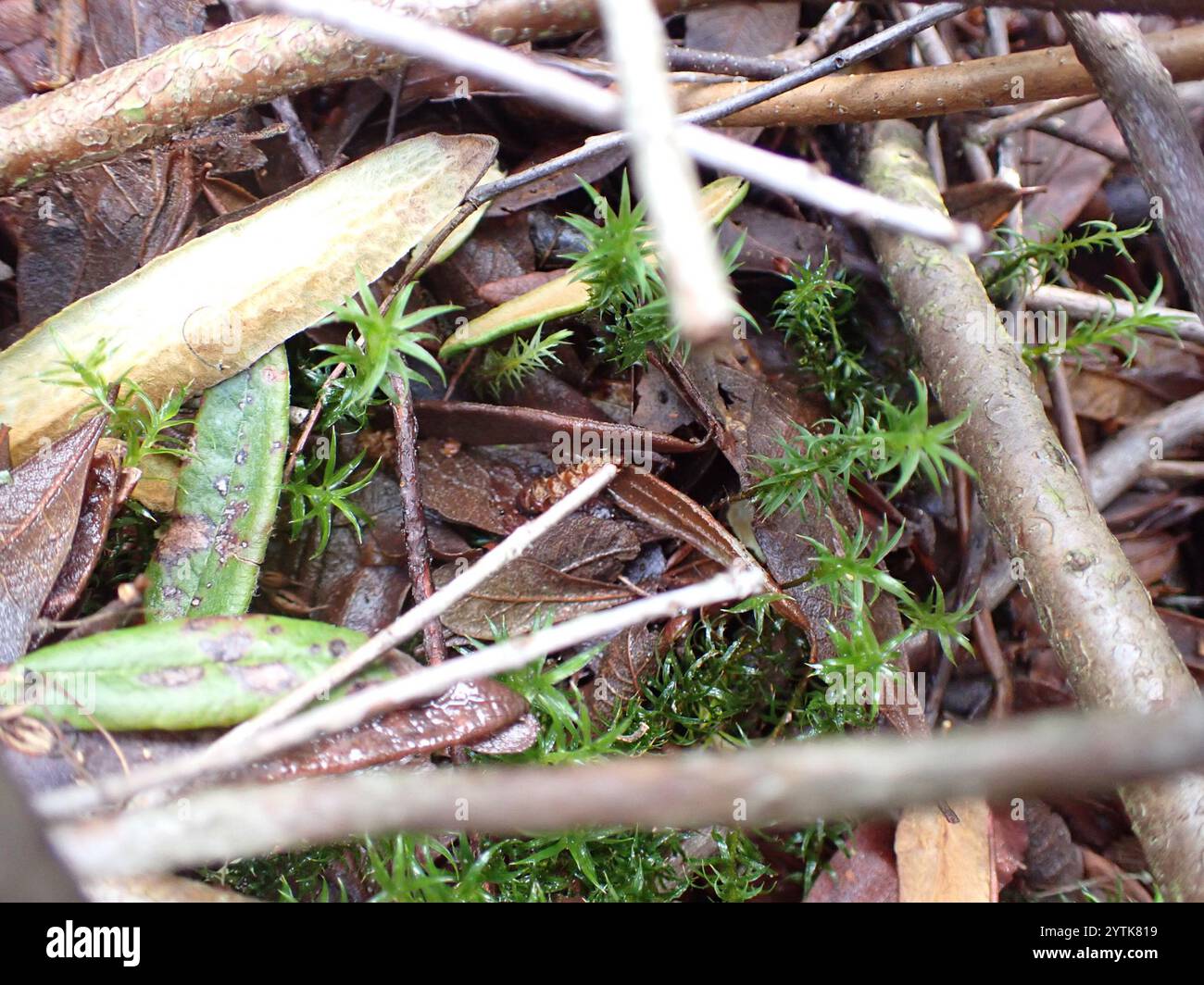 Long-stalked Haircap Moss (Polytrichum longisetum Stock Photo - Alamy